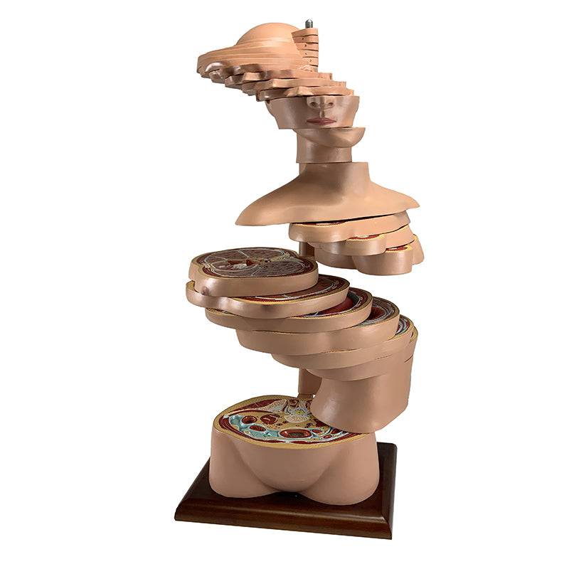 Torso Section Model, 24 Discs - SEM Trainers