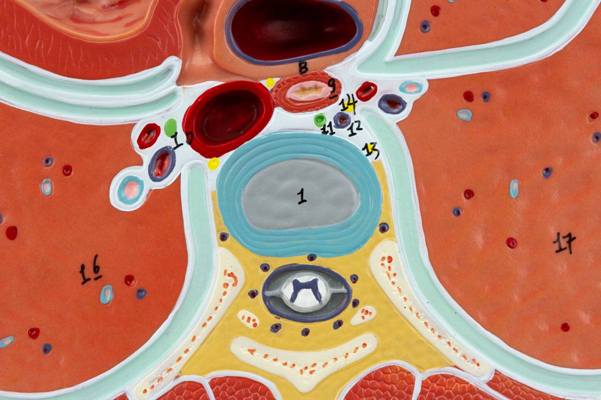 Thorax Axial Section Model - SEM Trainers