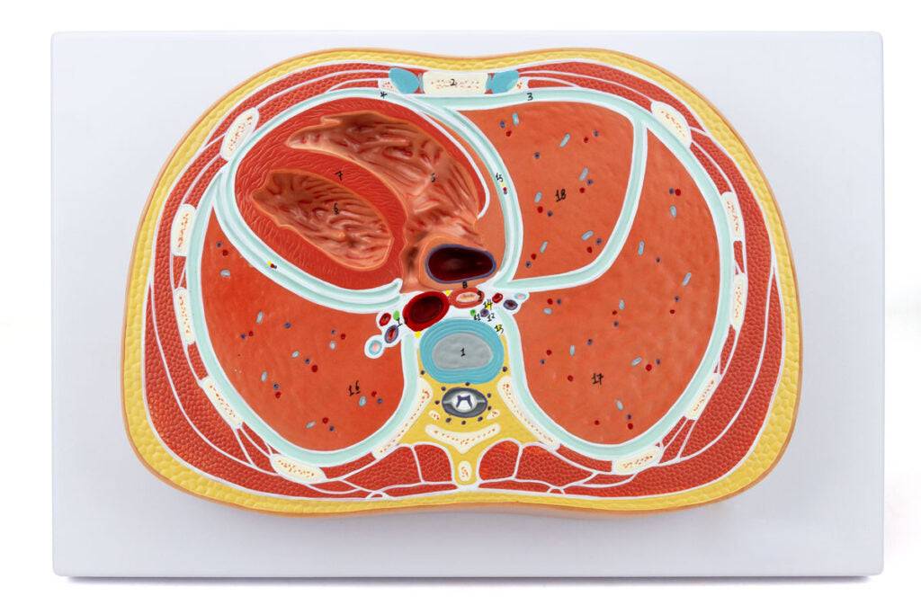 Thorax Axial Section Model - SEM Trainers
