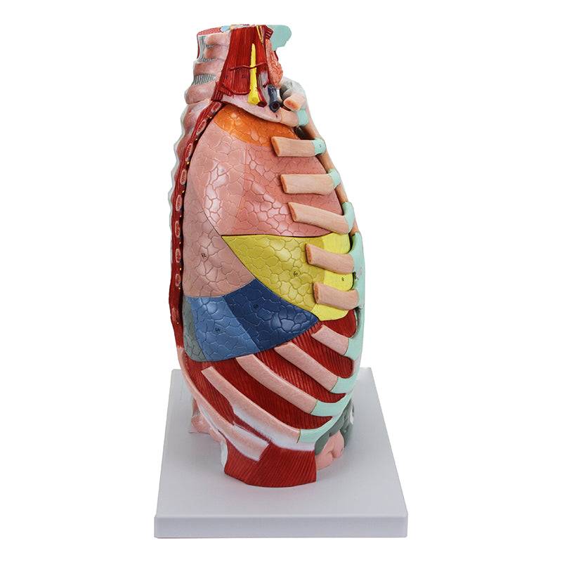 Thoracic Cavity Model, 16 Parts - SEM Trainers