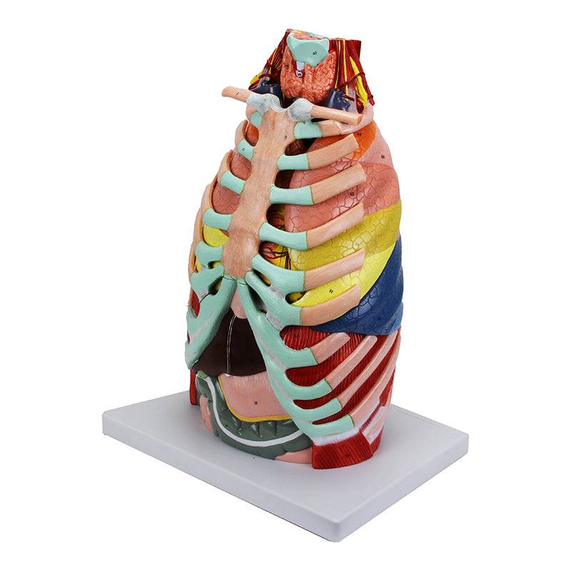 Thoracic Cavity Model, 16 Parts - SEM Trainers