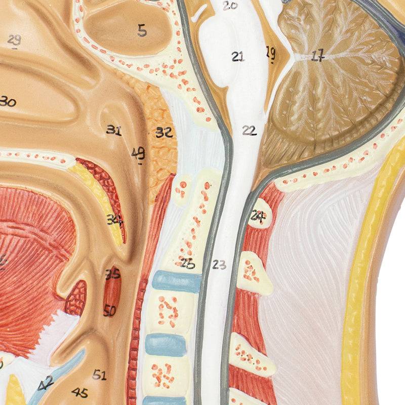 Head Lateral Section Model - SEM Trainers