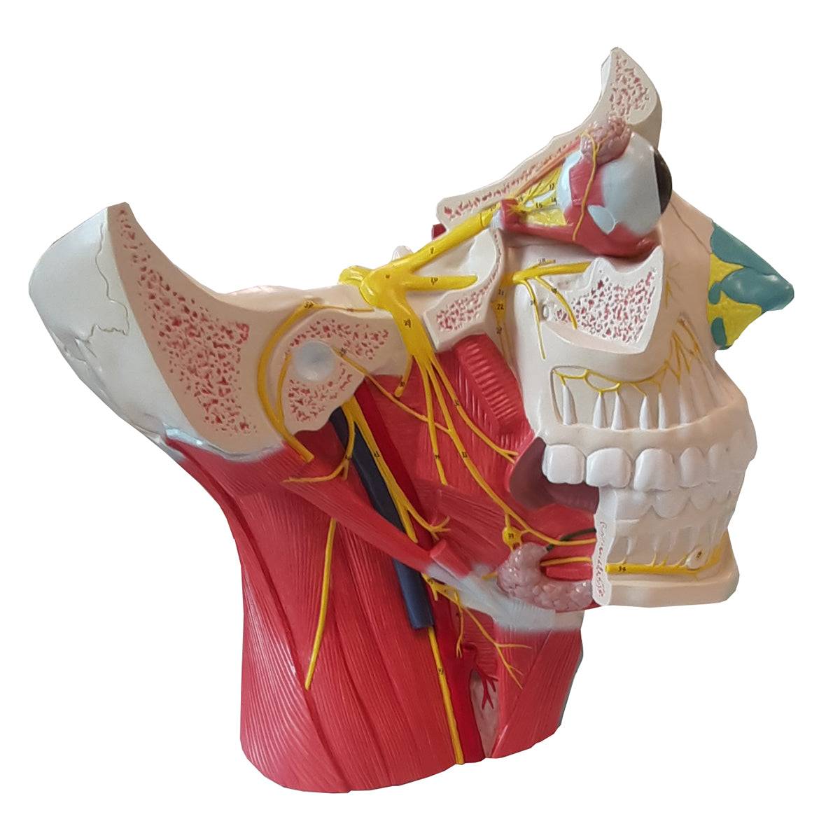 Head Musculature with Cranial & Autonomic Nerves Model, 2 1/2X Enlarged ...