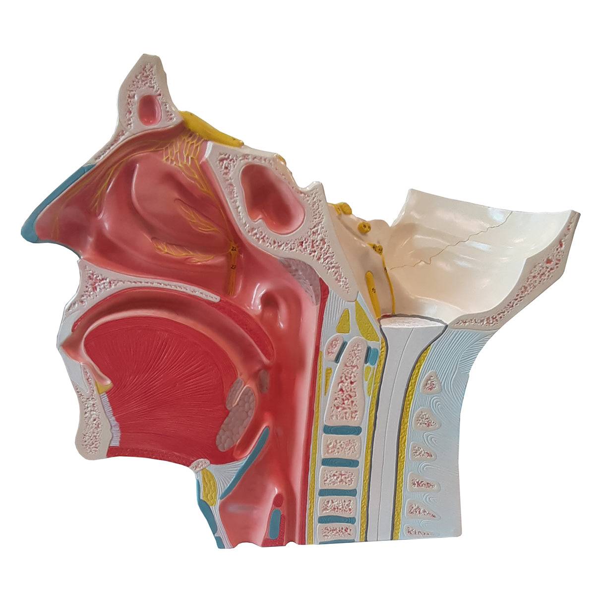 Head Musculature with Cranial & Autonomic Nerves Model, 2 1/2X Enlarged ...