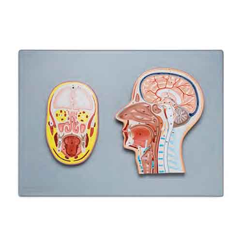 Head Frontal & Side Section Model - SEM Trainers