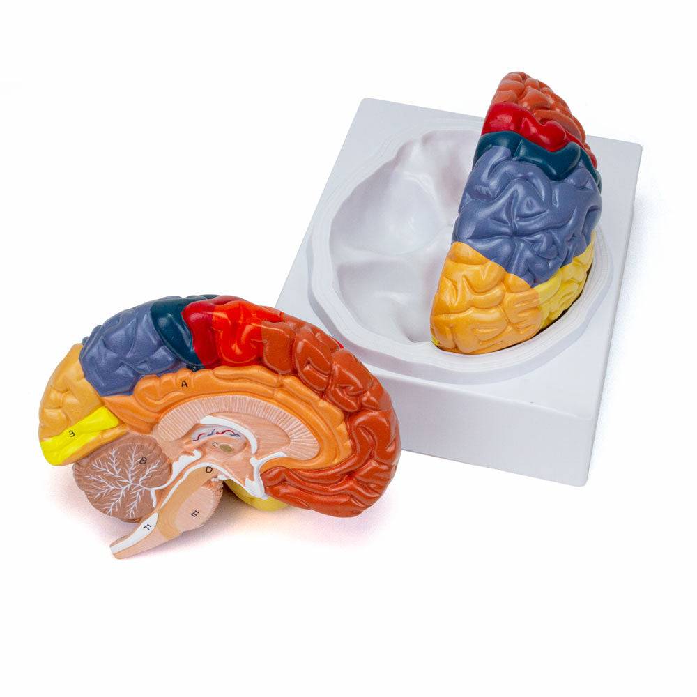 Neuro Brain Model, 2-Parts - SEM Trainers