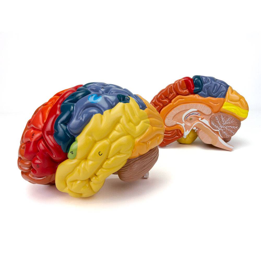 Neuro Brain Model, 2-Parts - SEM Trainers