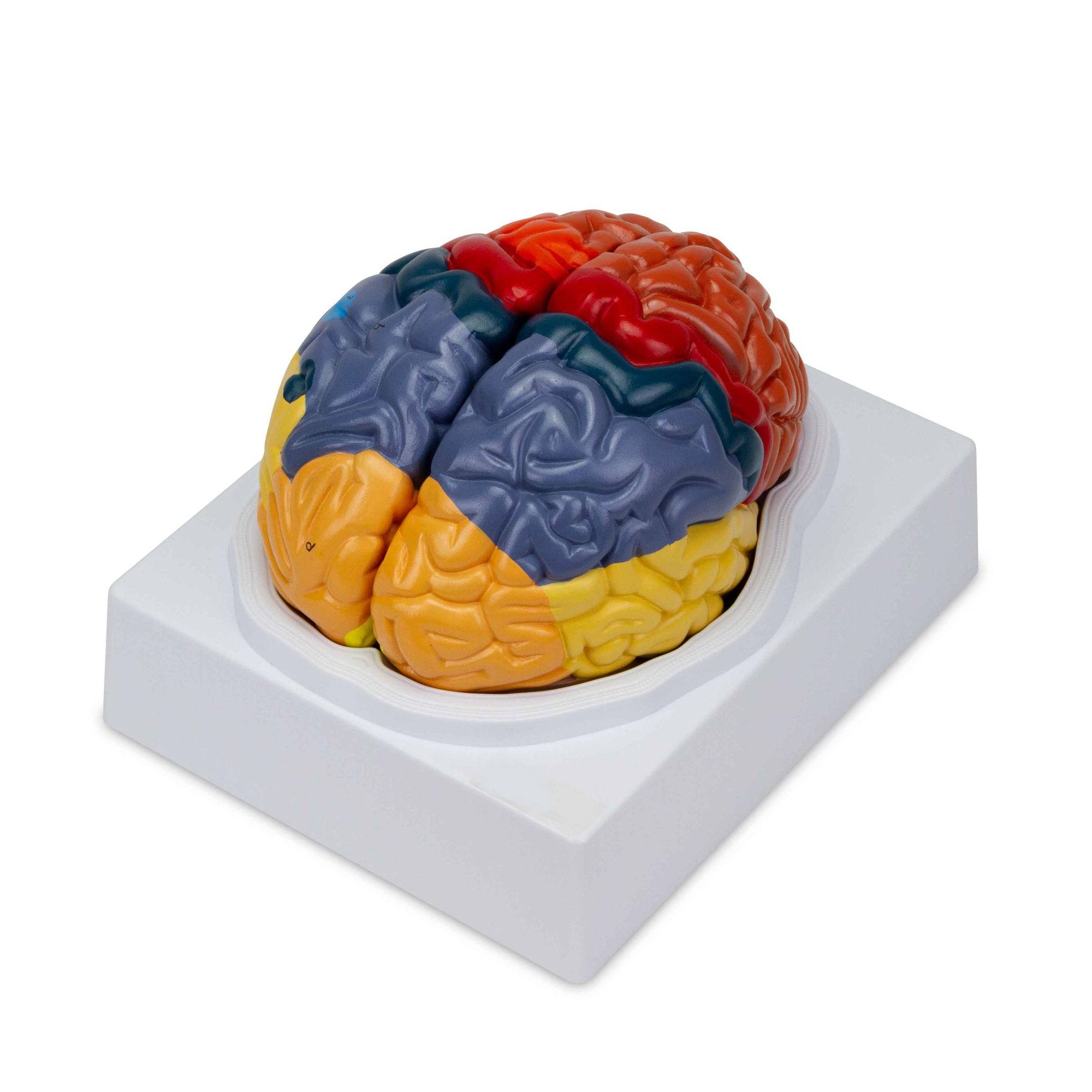 Neuro Brain Model, 2-Parts - SEM Trainers