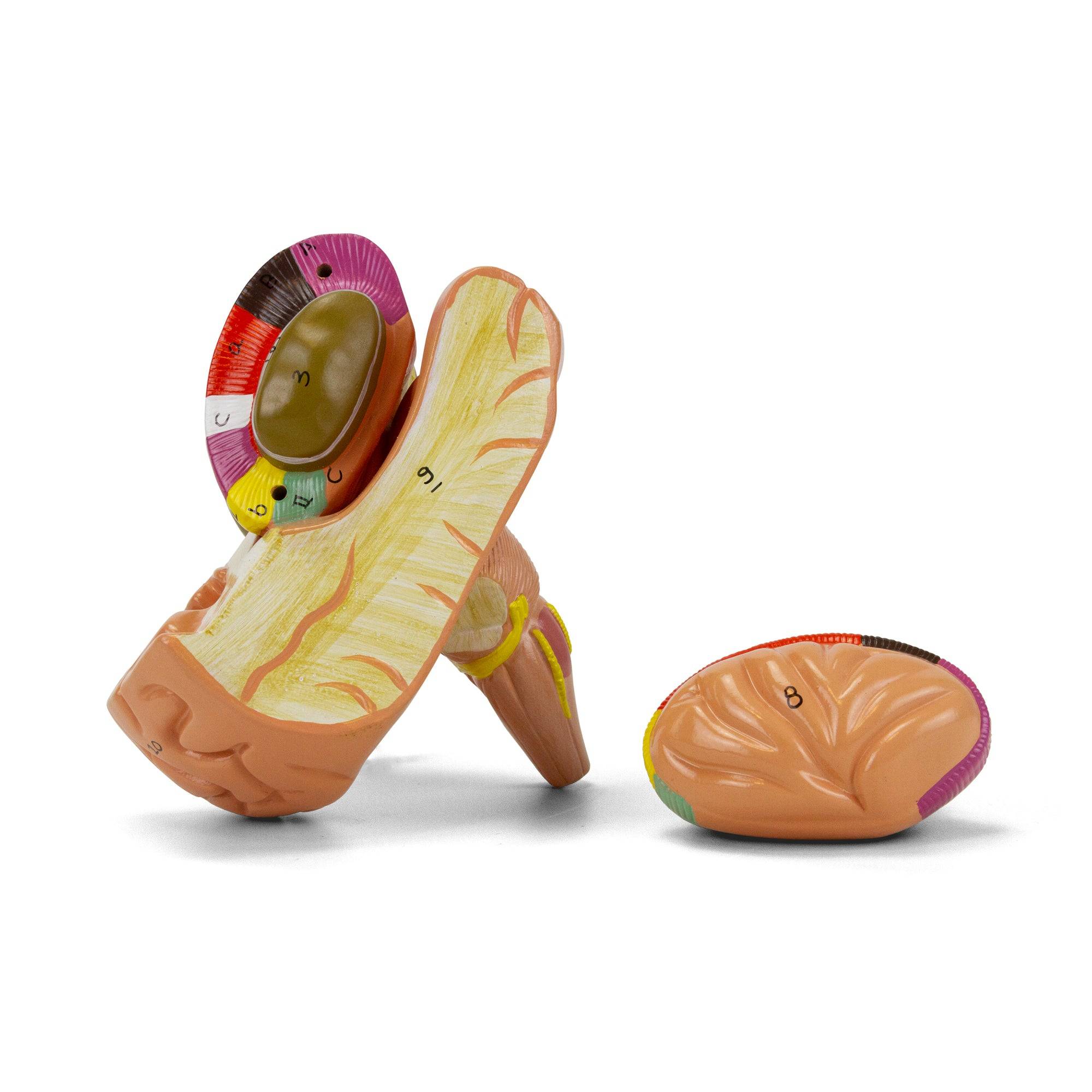 Basal Nucleus Model, Enlarged, 2 Parts - SEM Trainers