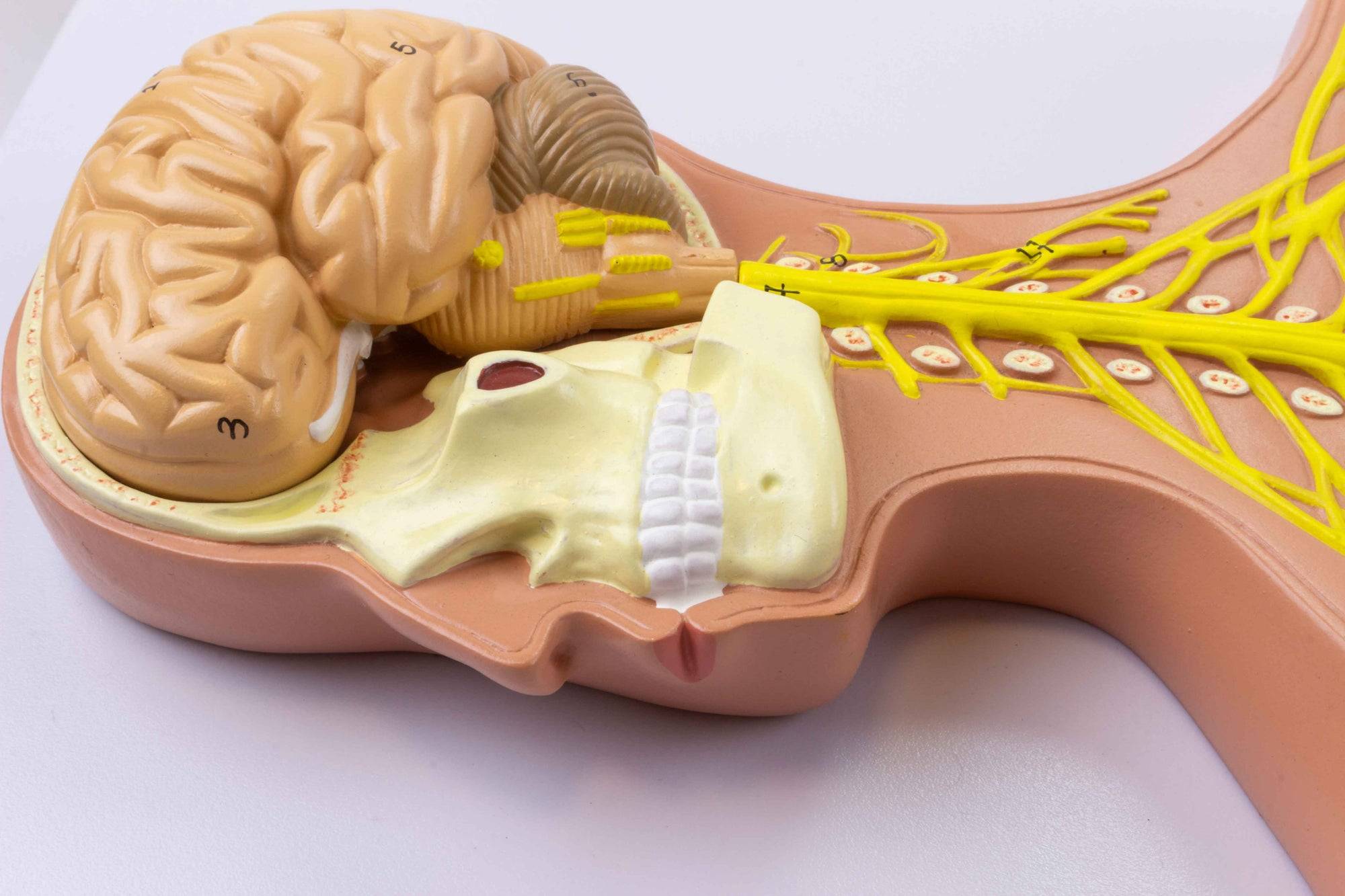 Nervous System Model, Half Size - SEM Trainers