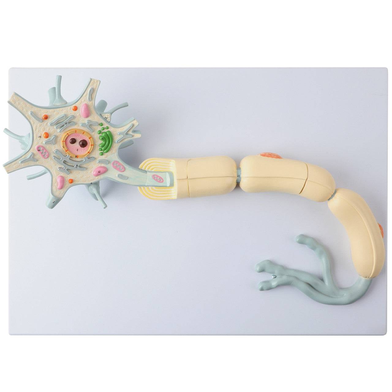 Neuron with Dendrite & Axon, 2,500X Enlarged, 2 Parts - SEM Trainers