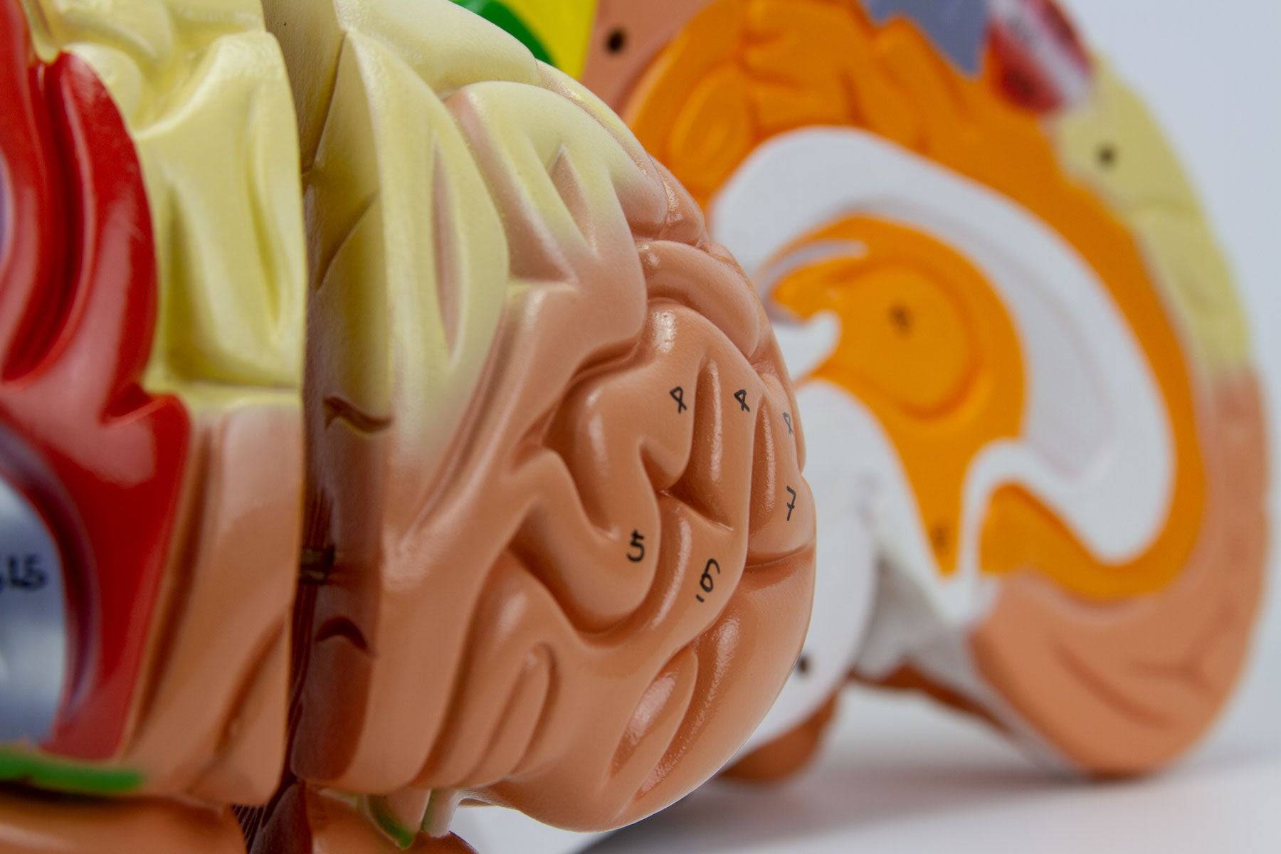 Neuro Brain Model, 1.5X Enlarged, 4 Parts - SEM Trainers
