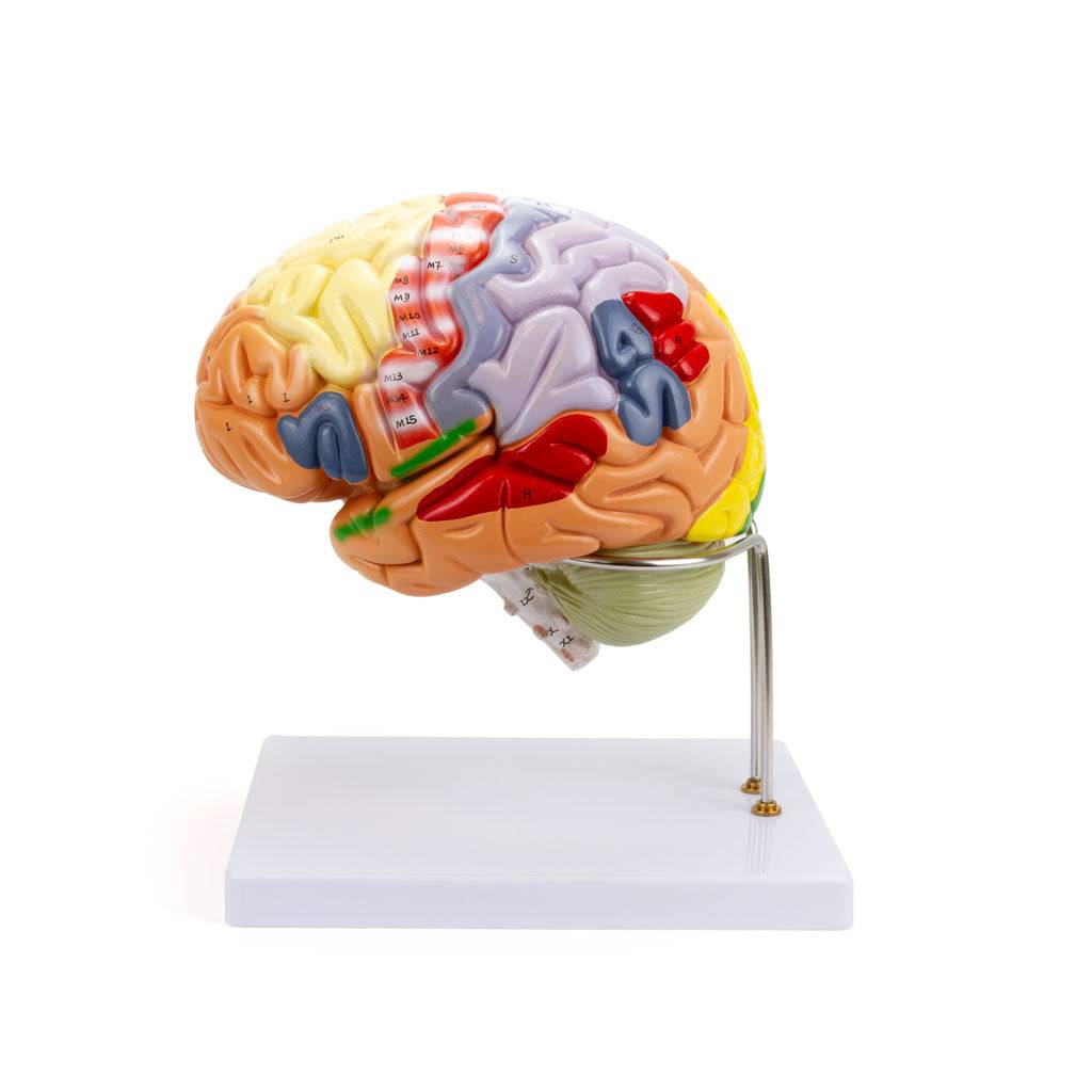 Neuro Brain Model, 1.5X Enlarged, 4 Parts - SEM Trainers