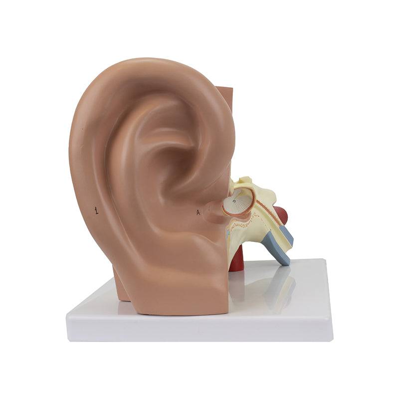 Ear Model, 3X Enlarged, 3-Parts - SEM Trainers