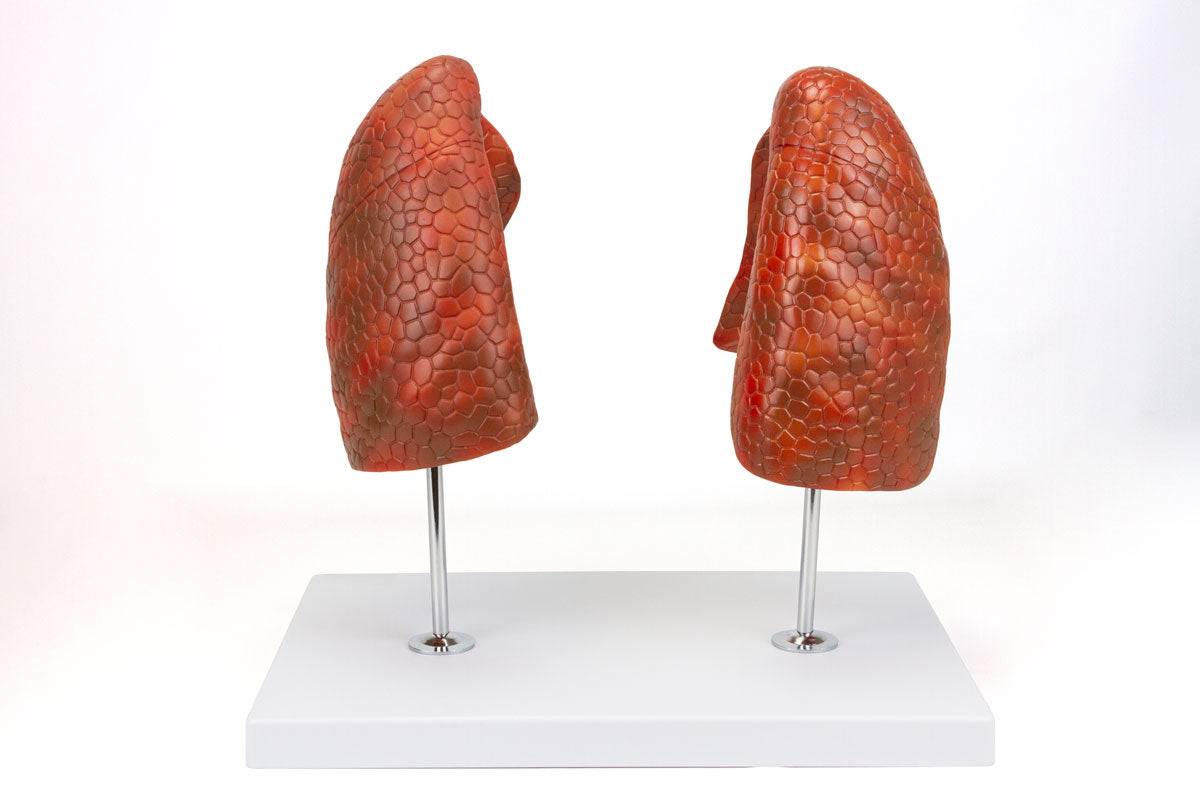 Lung Model, 4 Parts - SEM Trainers
