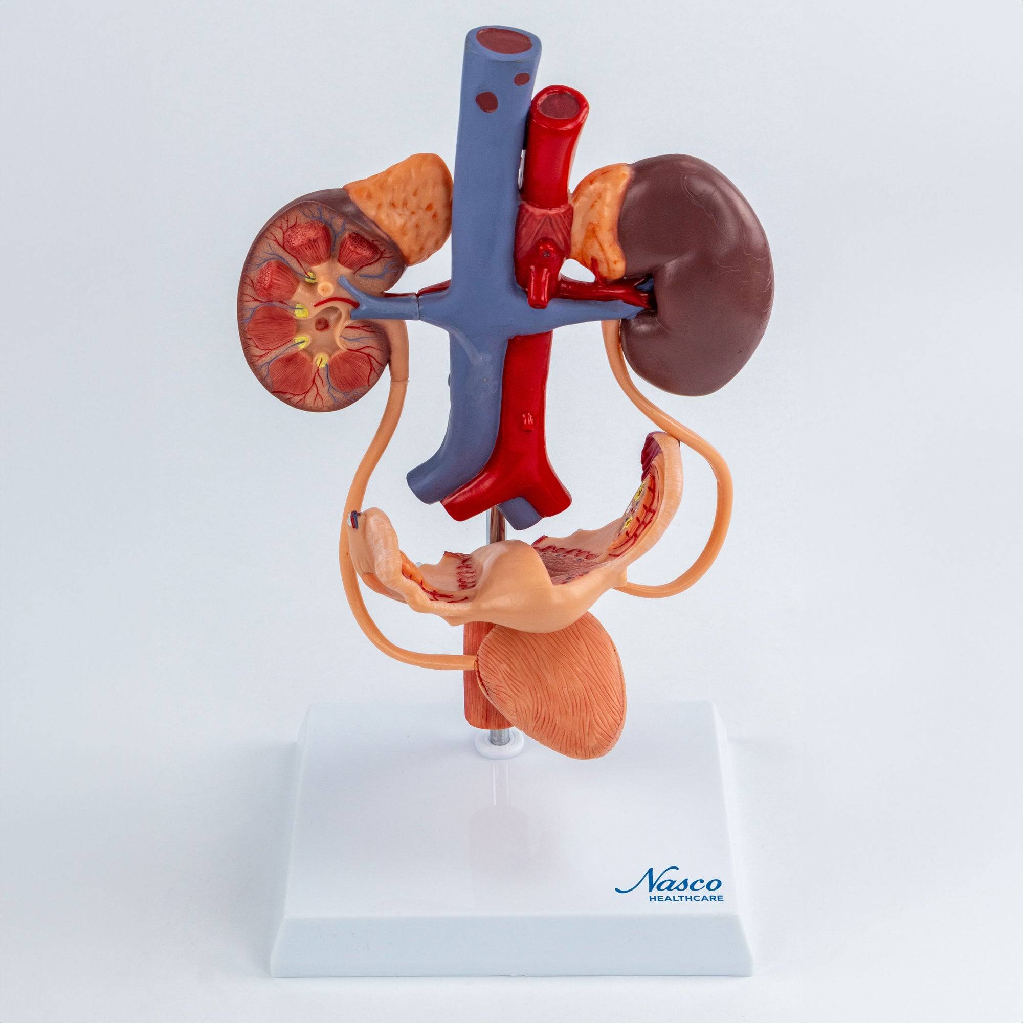 Female Urinary System Model - SEM Trainers