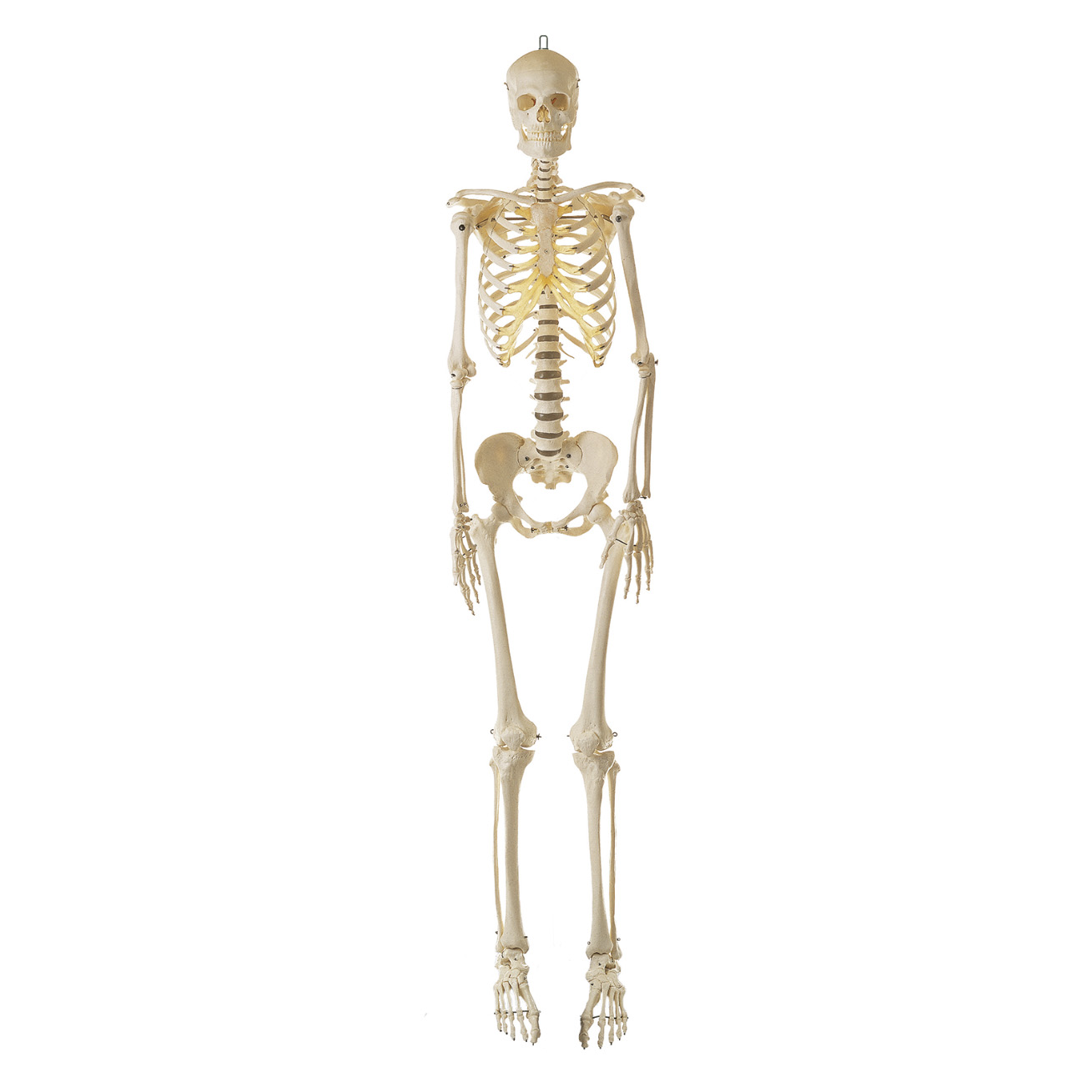 Artificial Human Skeleton Without Stand - Female - SEM Trainers